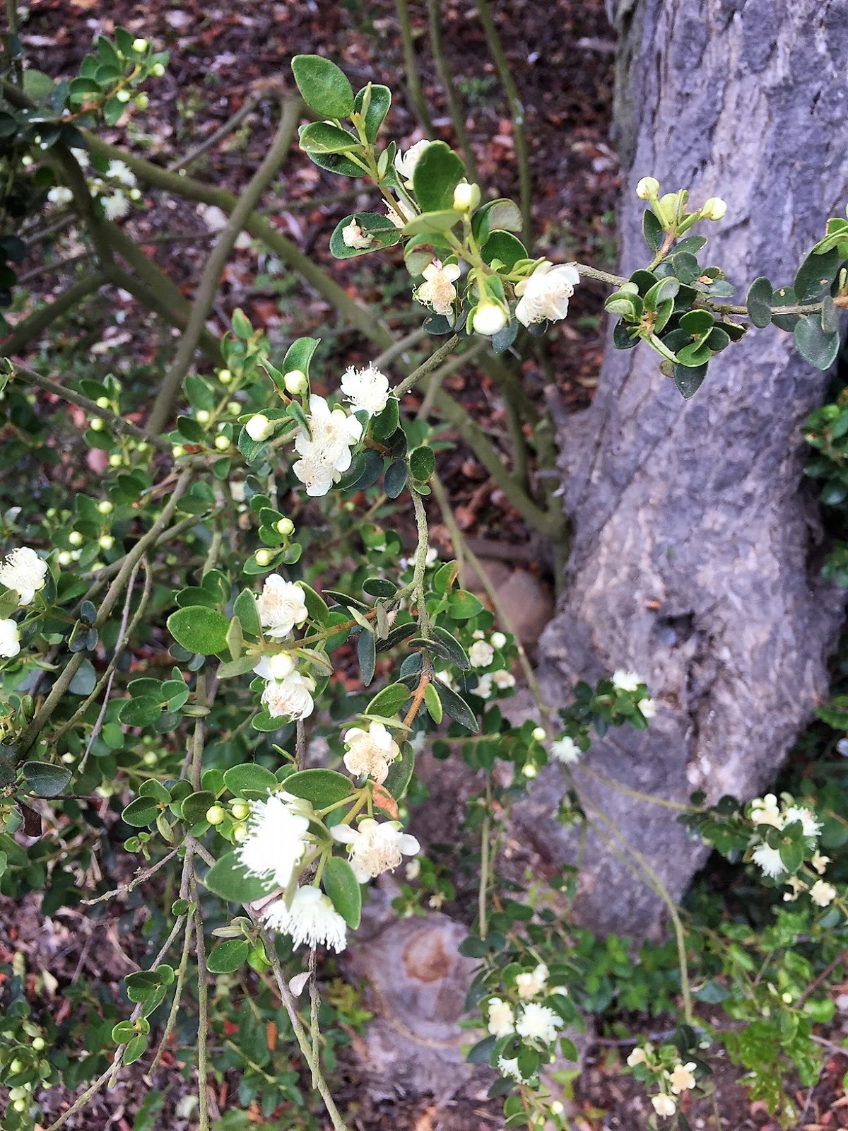 Bosque Esclerófilo Costero, Concón , Valparaíso. : 5 Arrayán Blanco ...