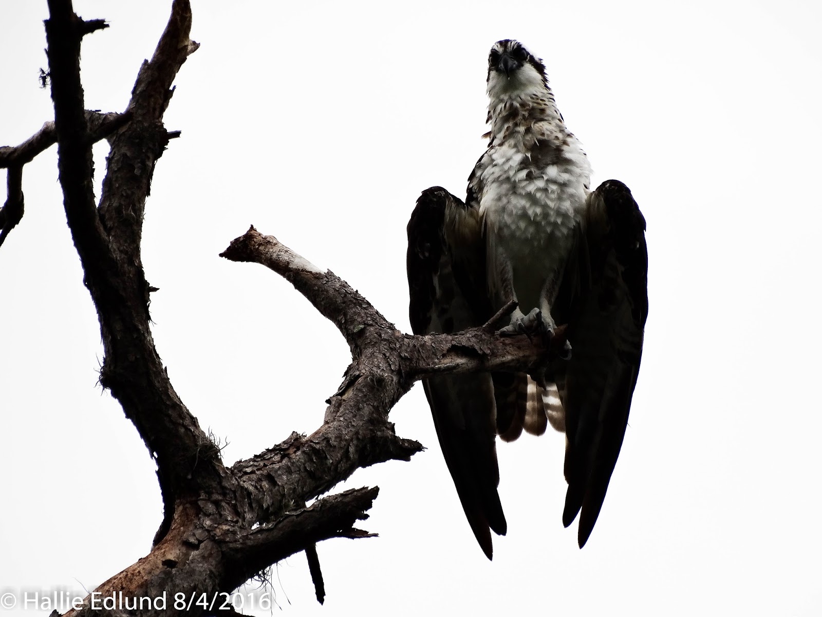GENNY vs. HALLIE Big Year Challenge: Birds of Prey and the Boyd Hill ...