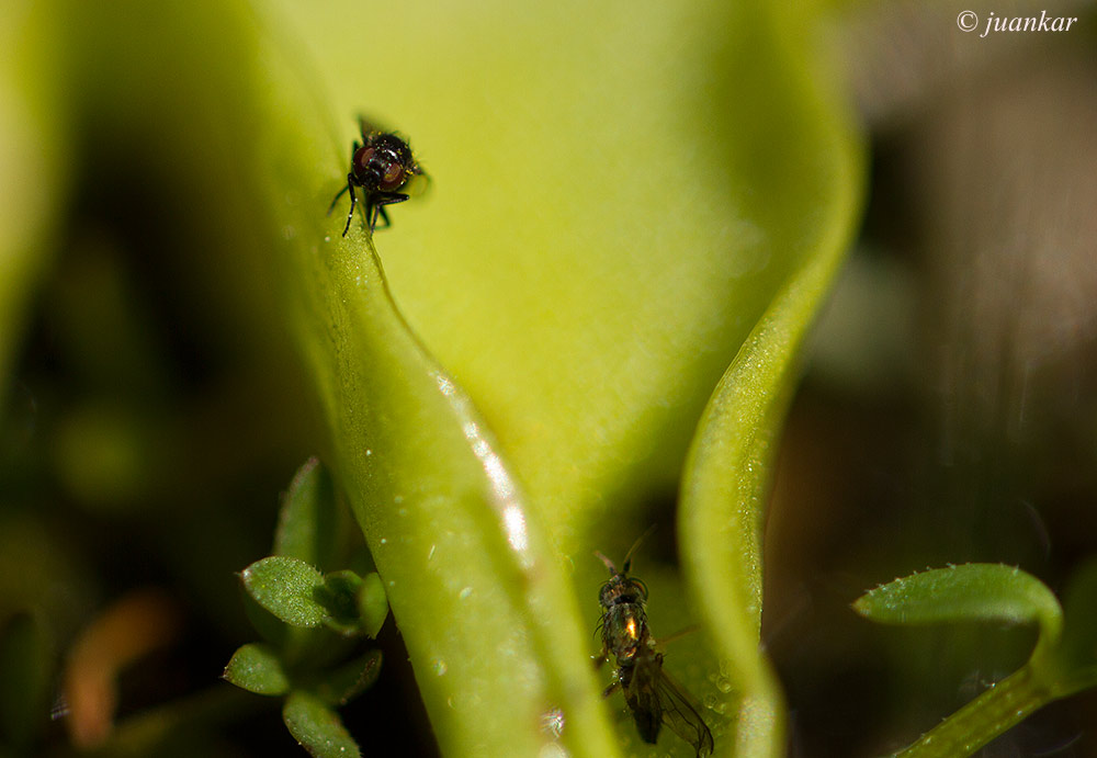 Entre alpinas y marinas.: " Pinguicula grandiflora " una planta ...