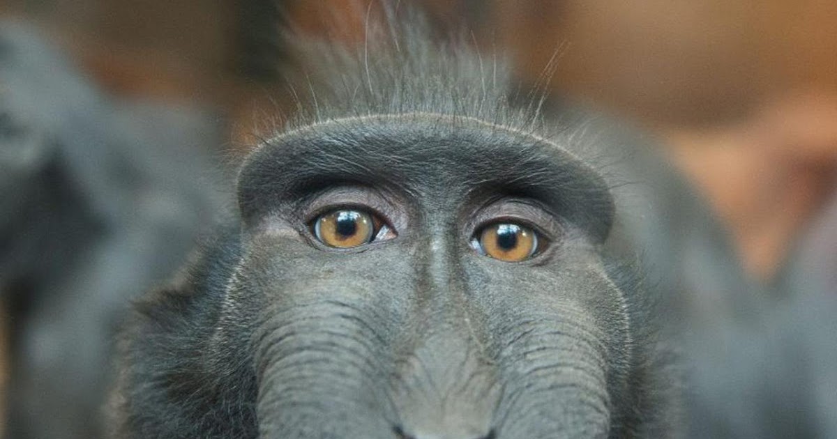 Top Gambar Monyet Lucu