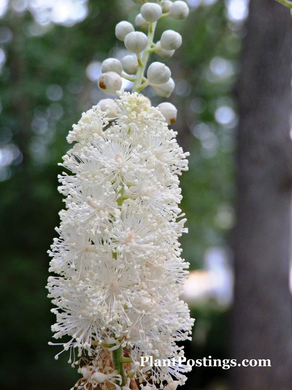 PlantPostings: Gratitude for precious blooms and foliage