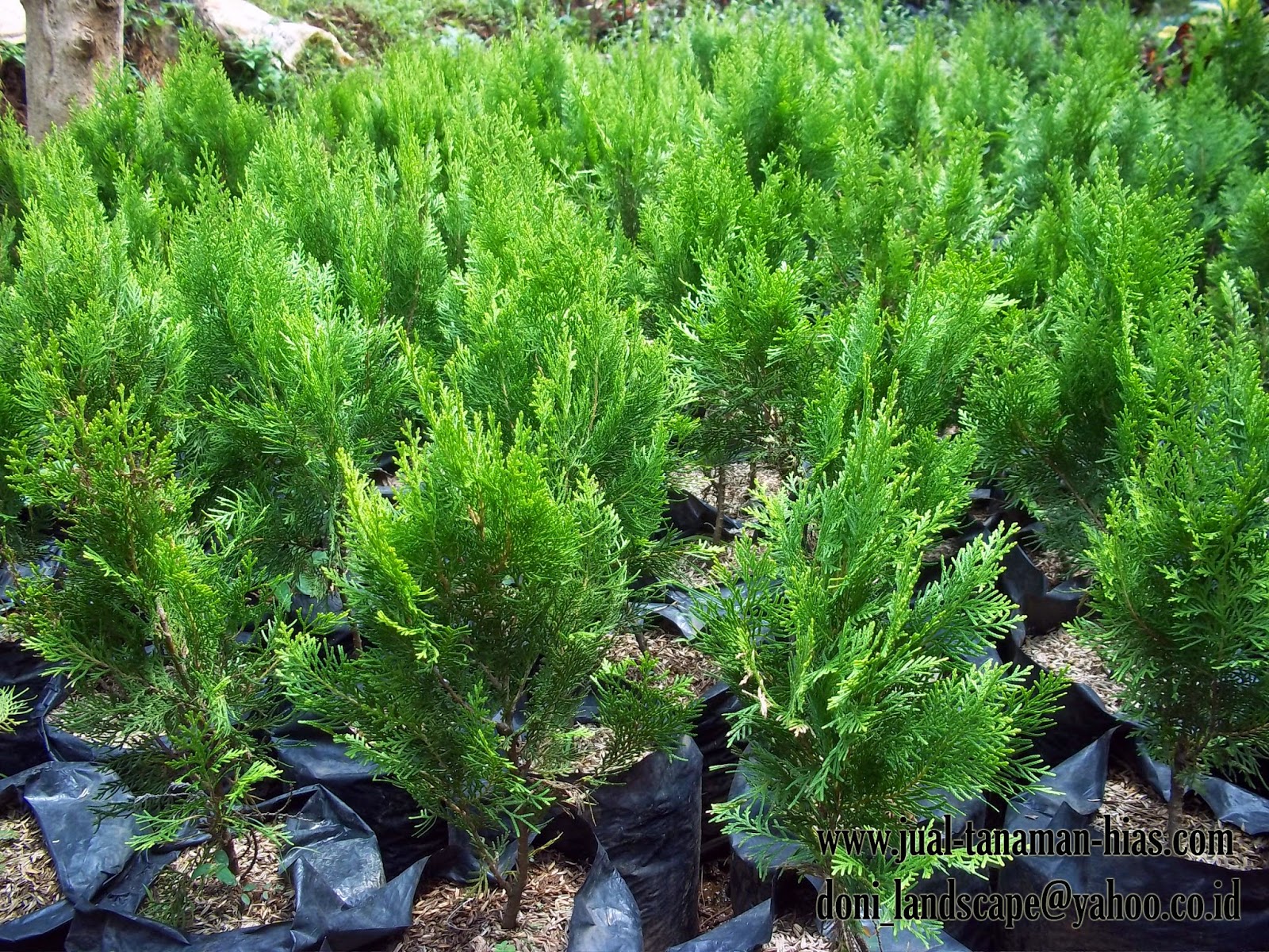 Jual Pohon Cemara Kipas atau Cemara Medan ~ TUKANG TAMAN