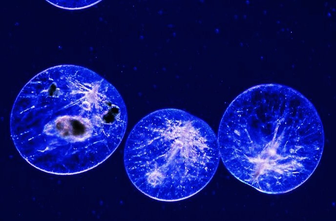 Buzz's Marine Life of Puget Sound: Noctiluca, the Night Light (Red Tide ...