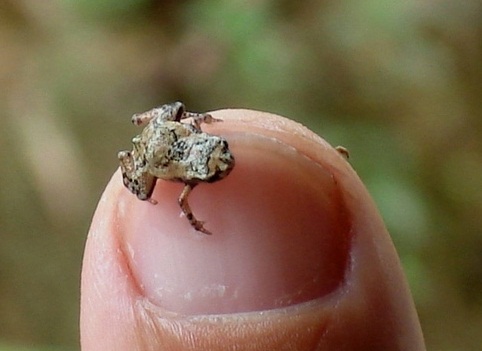 Natureza - in and around the Mata Atlantica: Very small frogs