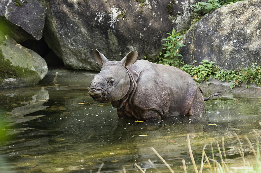 Indian Rhinoceros