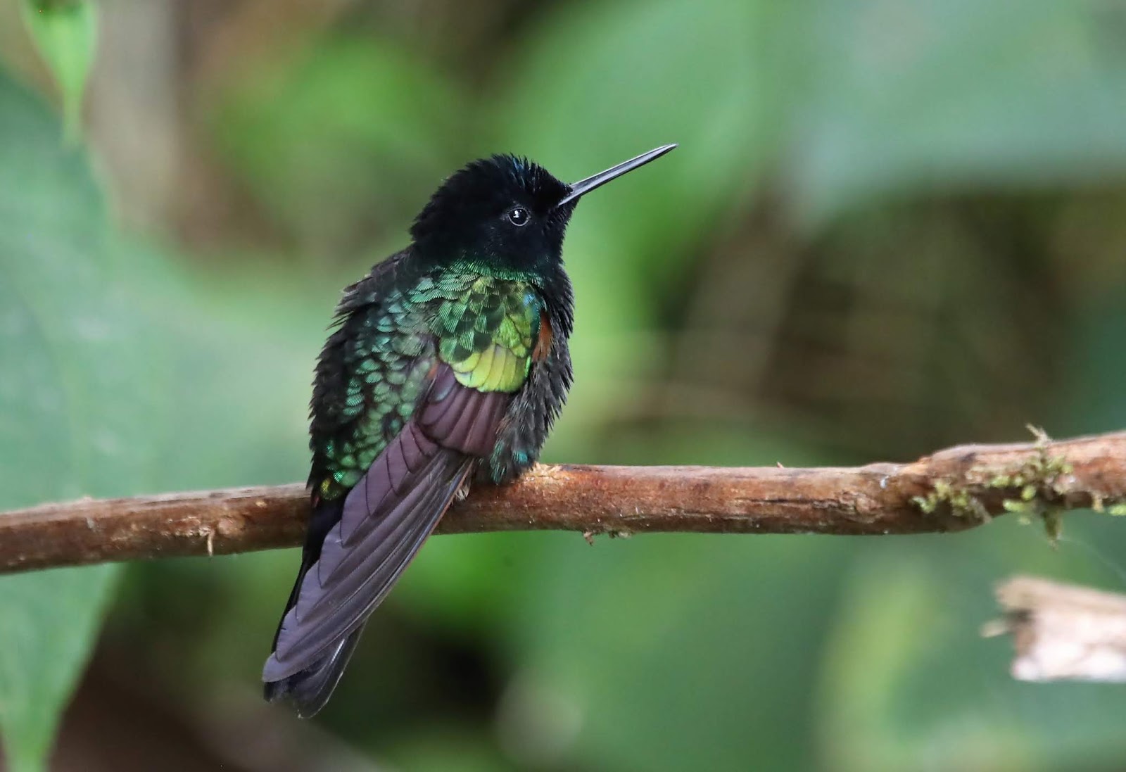 Instantes alados Perú y Ecuador 2018: colibrí siete colores