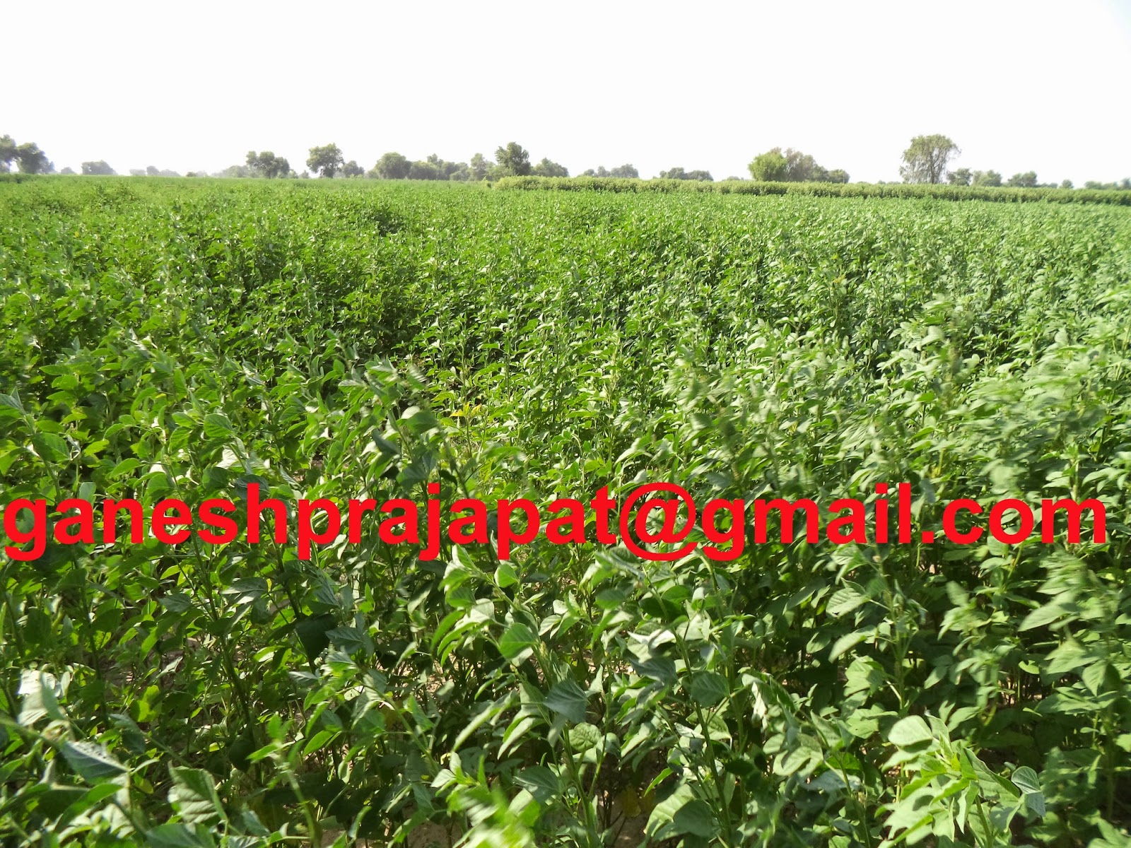 GUAR GUM INFORMATION AND GUAR GUM CULTIVATION IN INDIA: Final condition ...