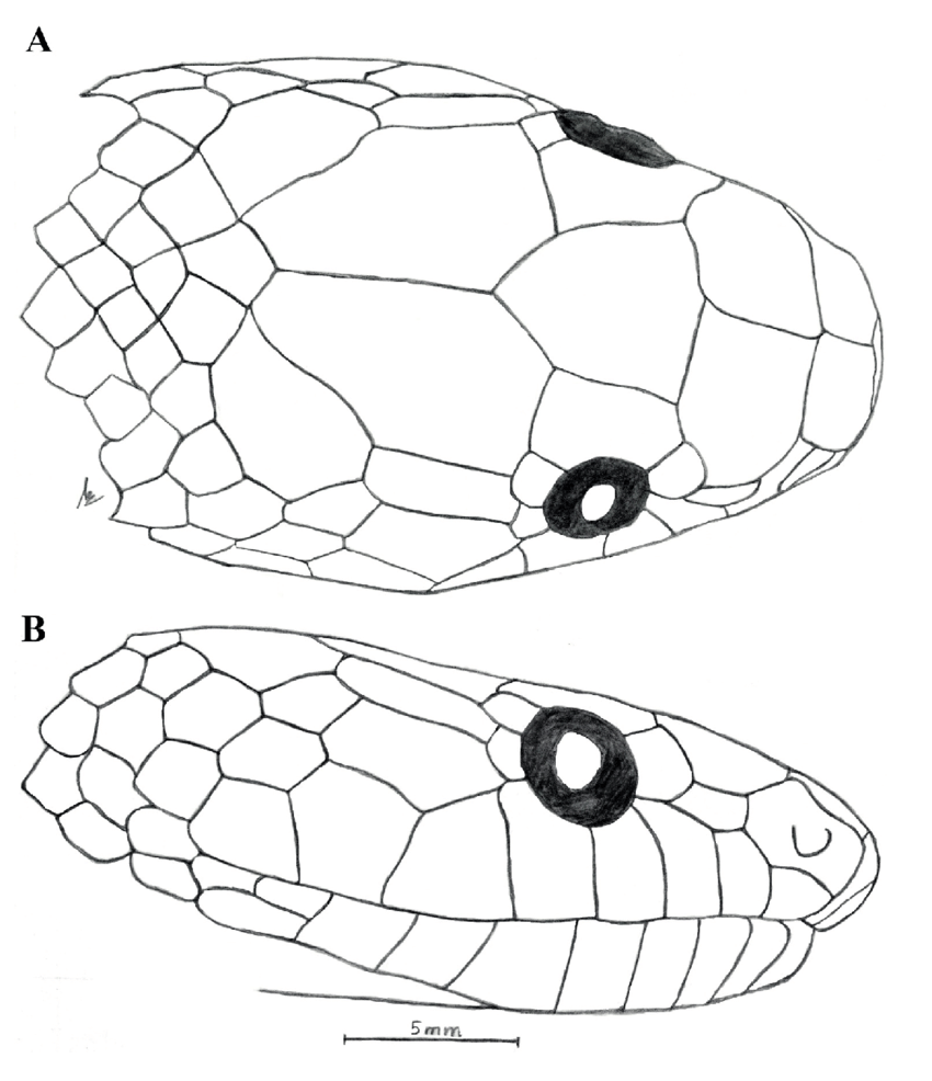 Species New to Science: [Herpetology • 2019] Lycodon namdongensis • A ...
