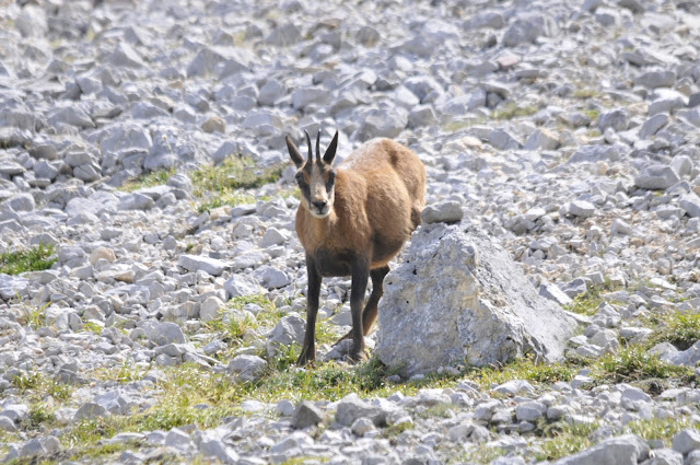 EL NIDO DEL XUAN: EL REBECO (Rupicabra rupicabra)
