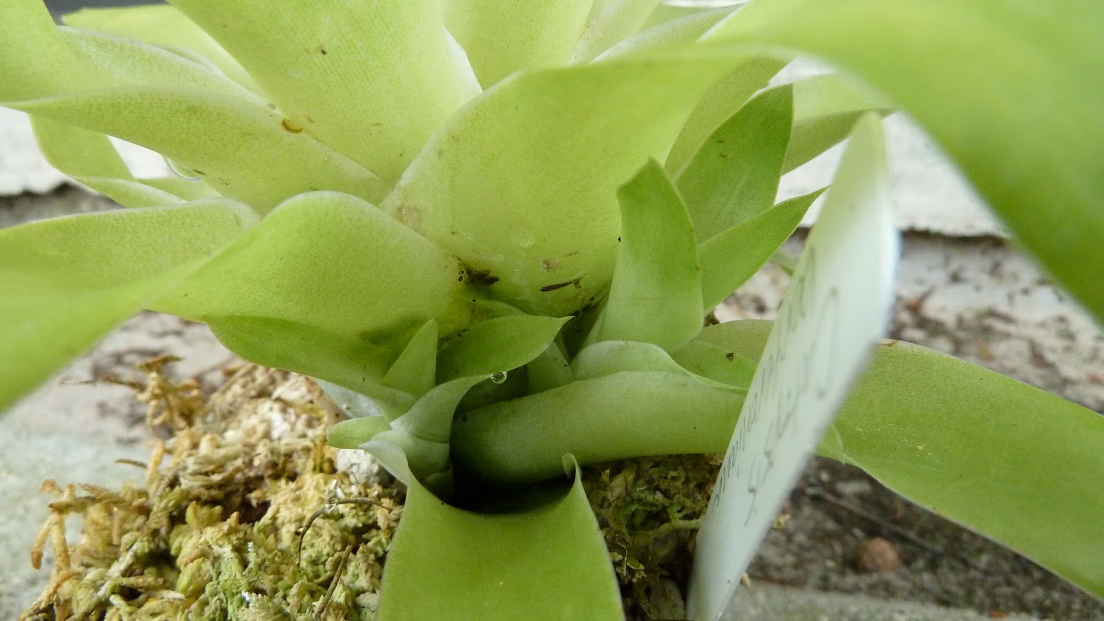 Hooray! Plants!: Edited: Catopsis morreniana (Originally Catopsis ...