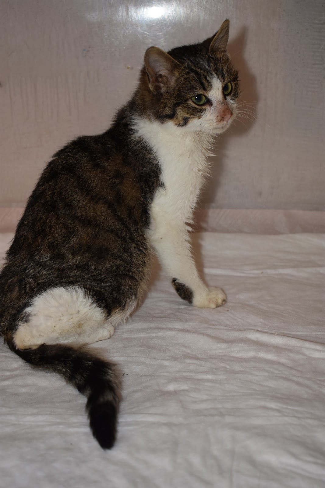 Feline Rescue Cat Tales: Life is looking up for little Amelia