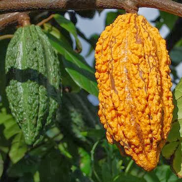 Santiago's Winter Adventures: What's for Dinner?