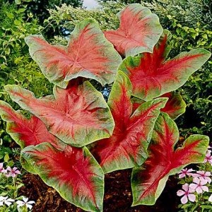 Talas, Keladi - Caladium bicolor (Ait) | Tanaman hias bunga dan buah-buahan
