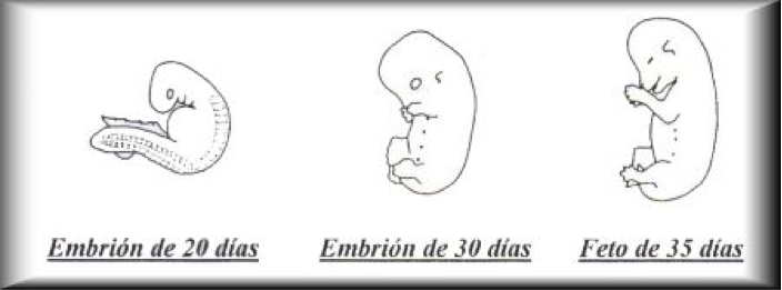 Perrospequeños: Gestación del perro.