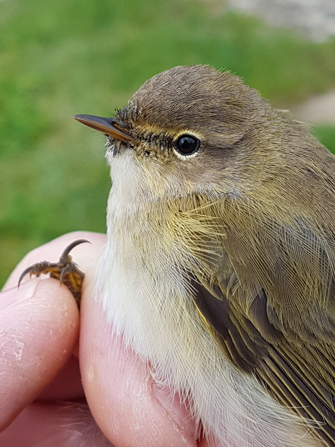 Portland Bird Observatory and Field Centre: 1st March