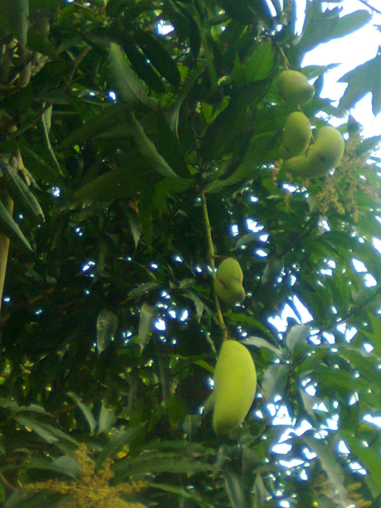 Budidaya MANGGA dari Batang Cangkokan Agar Cepat Berbuah Lebat dan ...