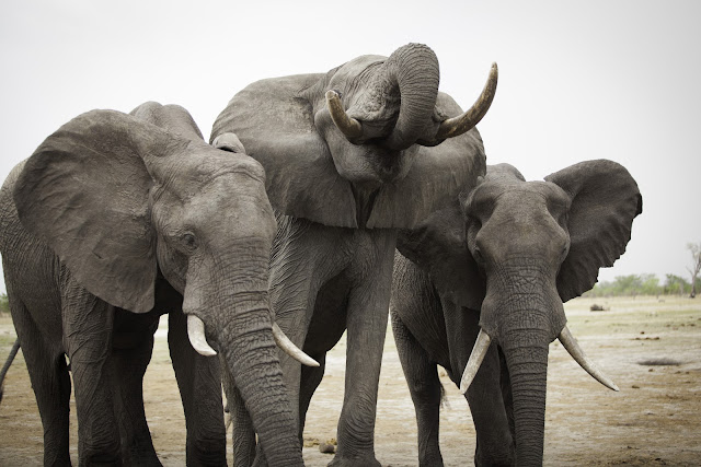 Tiptoeing across the globe...: Saving Elephants