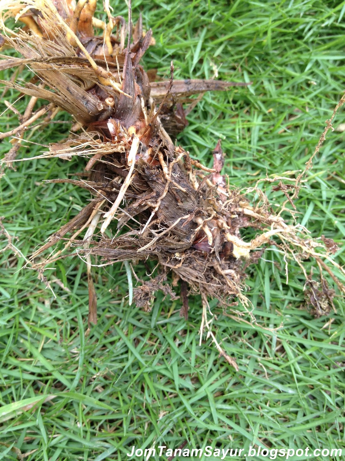 Jom Tanam Sayur ( JTS ) : Morfologi : SeraiJom Tanam Sayur (JTS)- Tanam ...