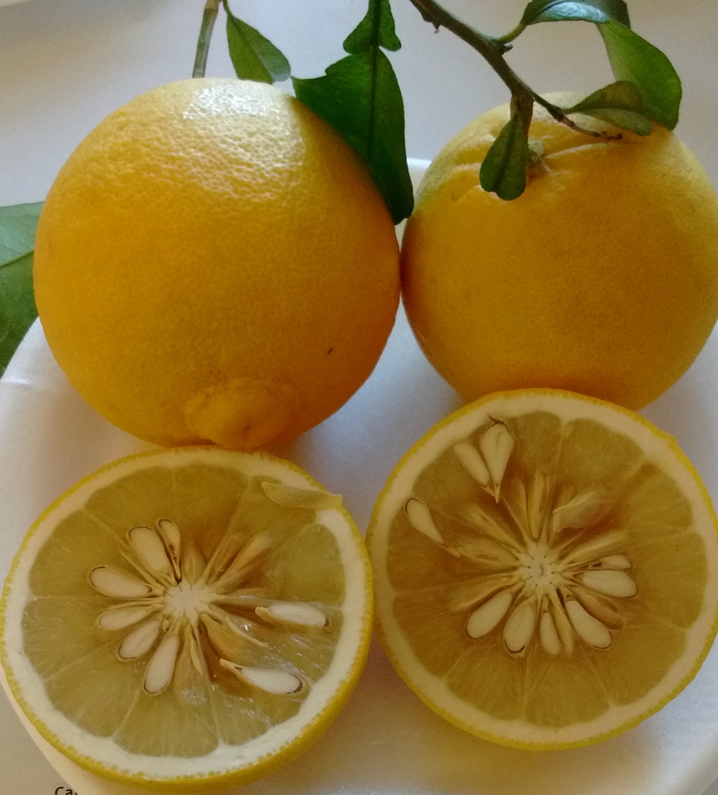 Hardy Citrus: Ichang Lemon