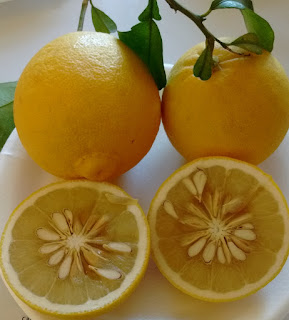 Hardy Citrus: Ichang Lemon