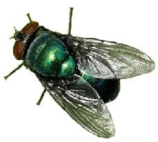 MOSCA COMUM E MOSCA VAREJEIRA