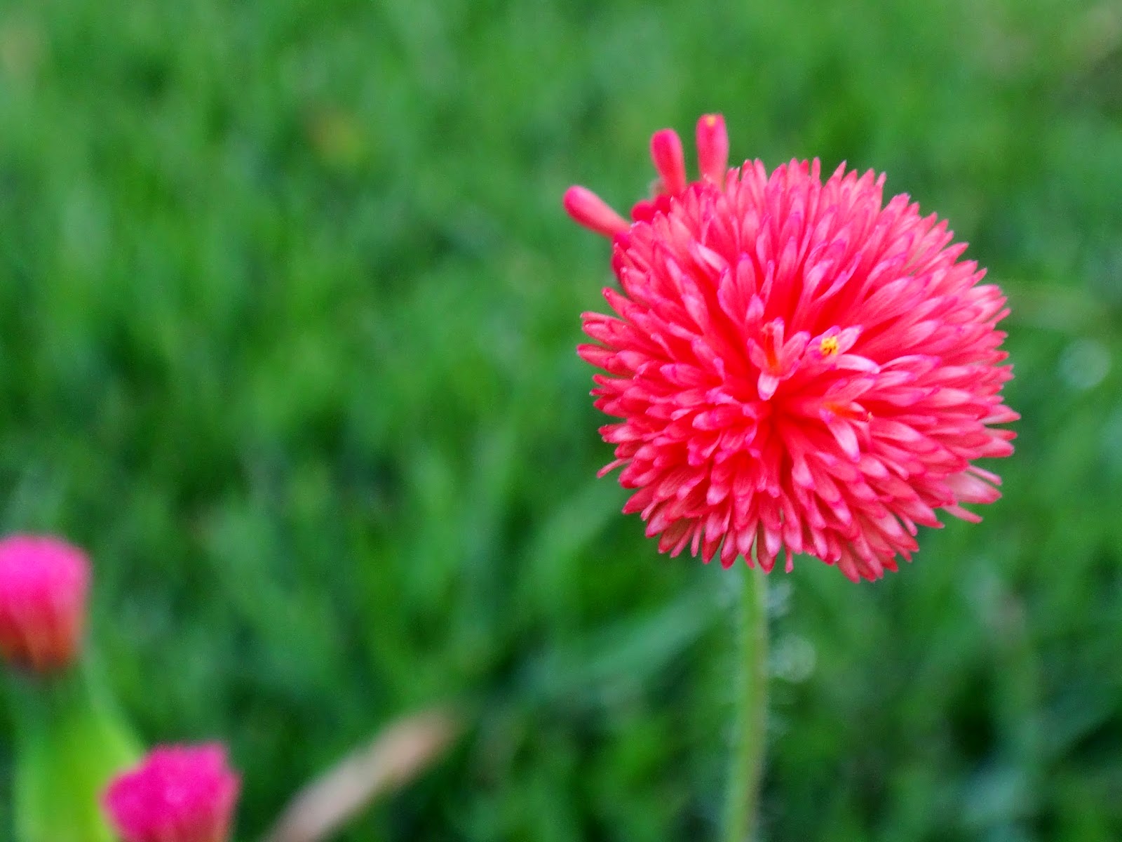 Uma flor por dia: Emília