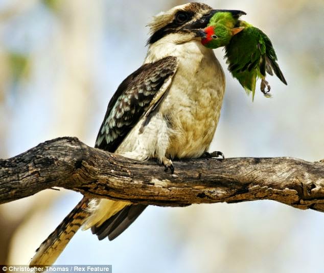 KOOKABURRA BIRD photos - wallpapers | the fun bank