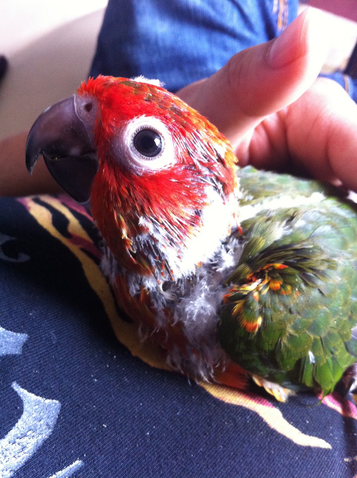 Red factor sun conure