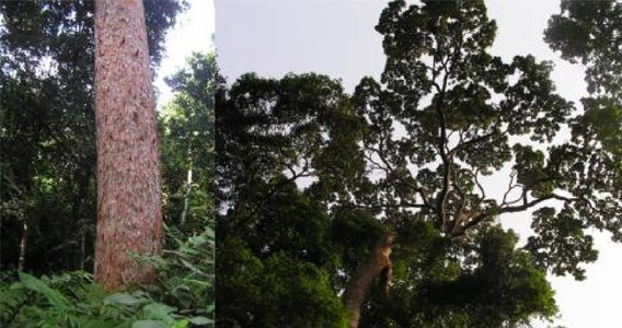 Les Arbres du Monde: Azobé