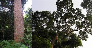 Les Arbres du Monde: Azobé