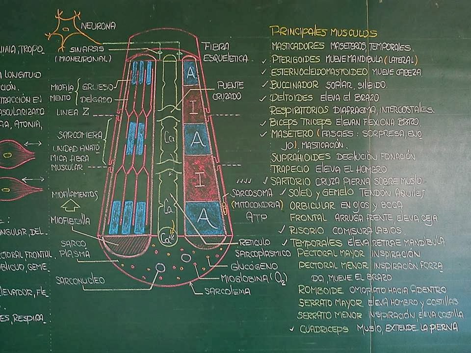 Biología didáctica: NSC 5° - Sistema Muscular