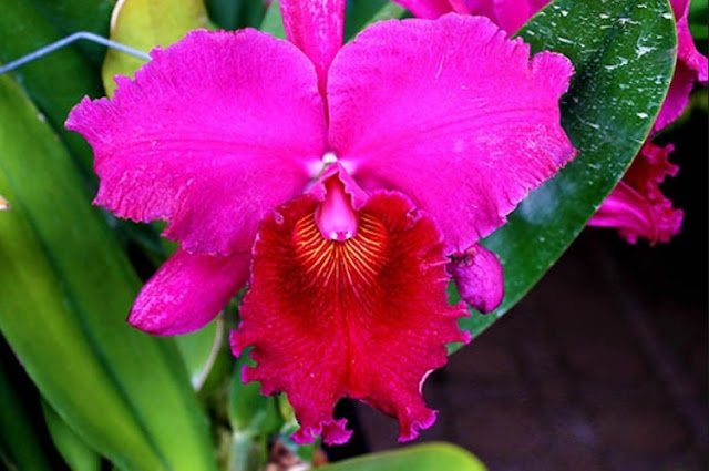 Kumpulan Gambar Bunga Anggrek Lengkap dengan Nama-Namanya - 1001 ...