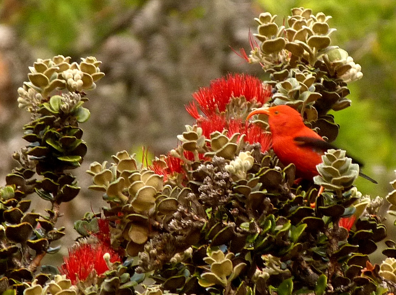 The Flycatcher: I'iwi at Hosmer Grove, Haleakala, Maui