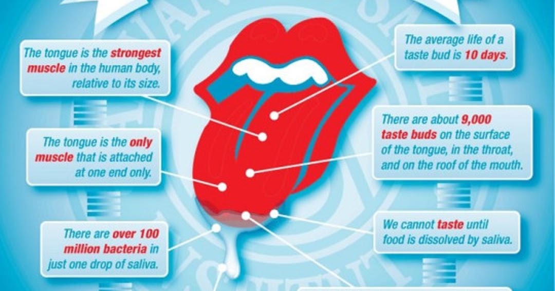 Medical and Health Science: Interesting facts about the human mouth!!!
