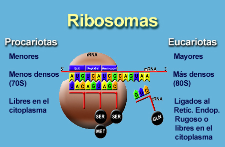 BIOLOGÍA 2º BACHILLERATO : TEMA 8: CITOLOGÍA Y FISIOLOGÍA CELULAR.