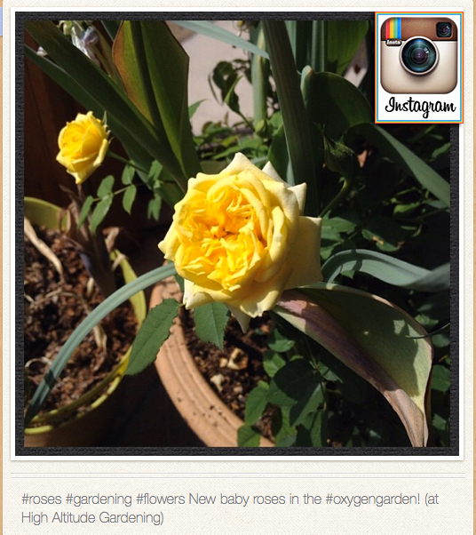 High Altitude Gardening: Baby Roses