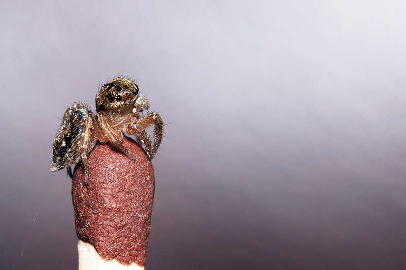 André Bernard - Fotografia de Natureza: Aranha papa-mosca ou saltadora