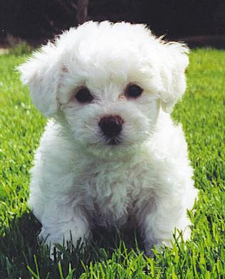 Bichon Frise Dogs