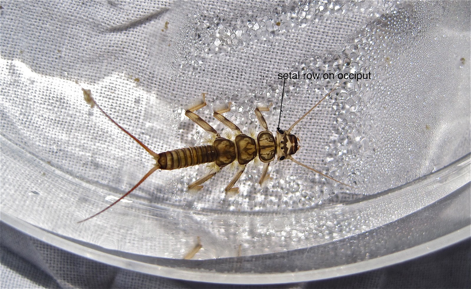 Aquatic Insects of Central Virginia: A Montana Sampler