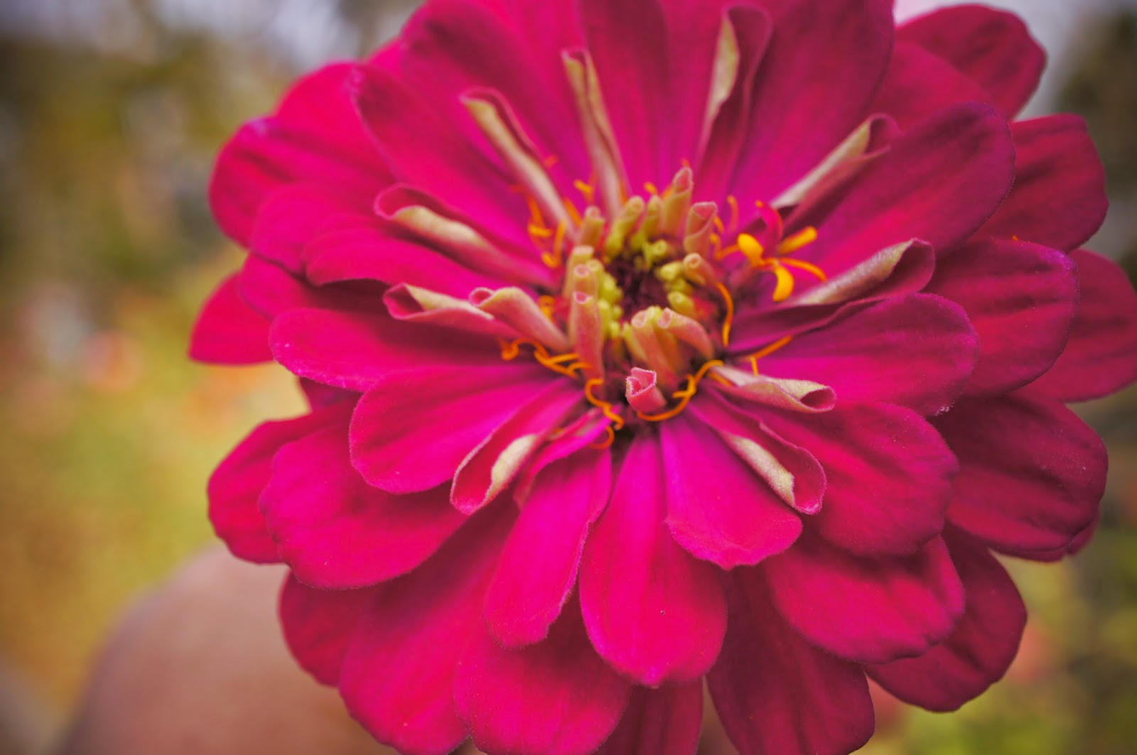 100 flowers royalty free pictures - 1 million free pictures