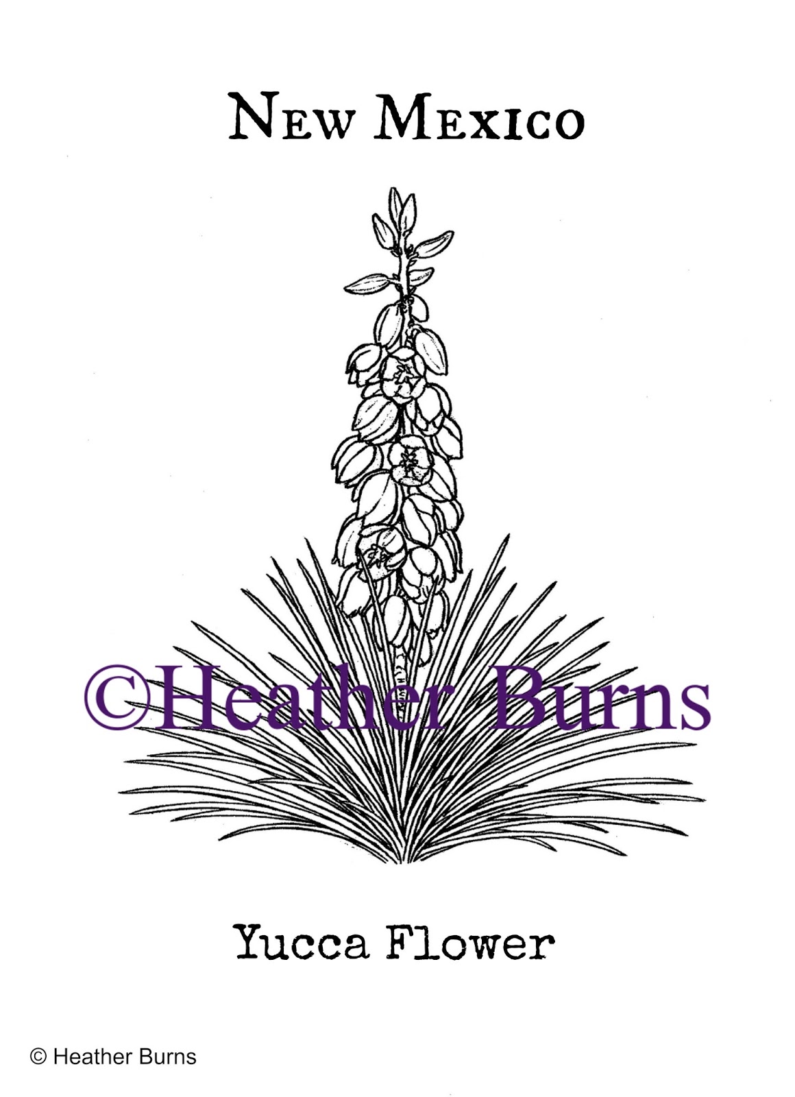 State Flower Coloring Book: New Mexico State Flower: Yucca