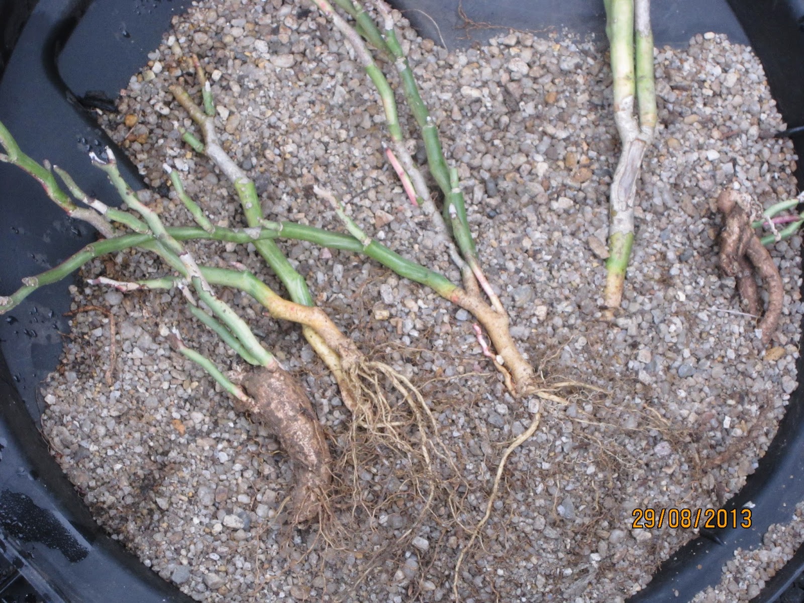 The Niche Nursery: Coarse Sand is Horticultural Gold.