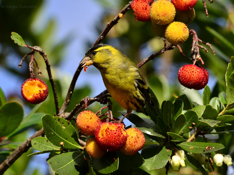 Macro Poema : 4 Estações sobre Monsanto: Lugre (Carduelis spinus)