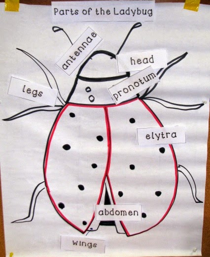 Scissors and Crayons: The Grouchy Ladybug