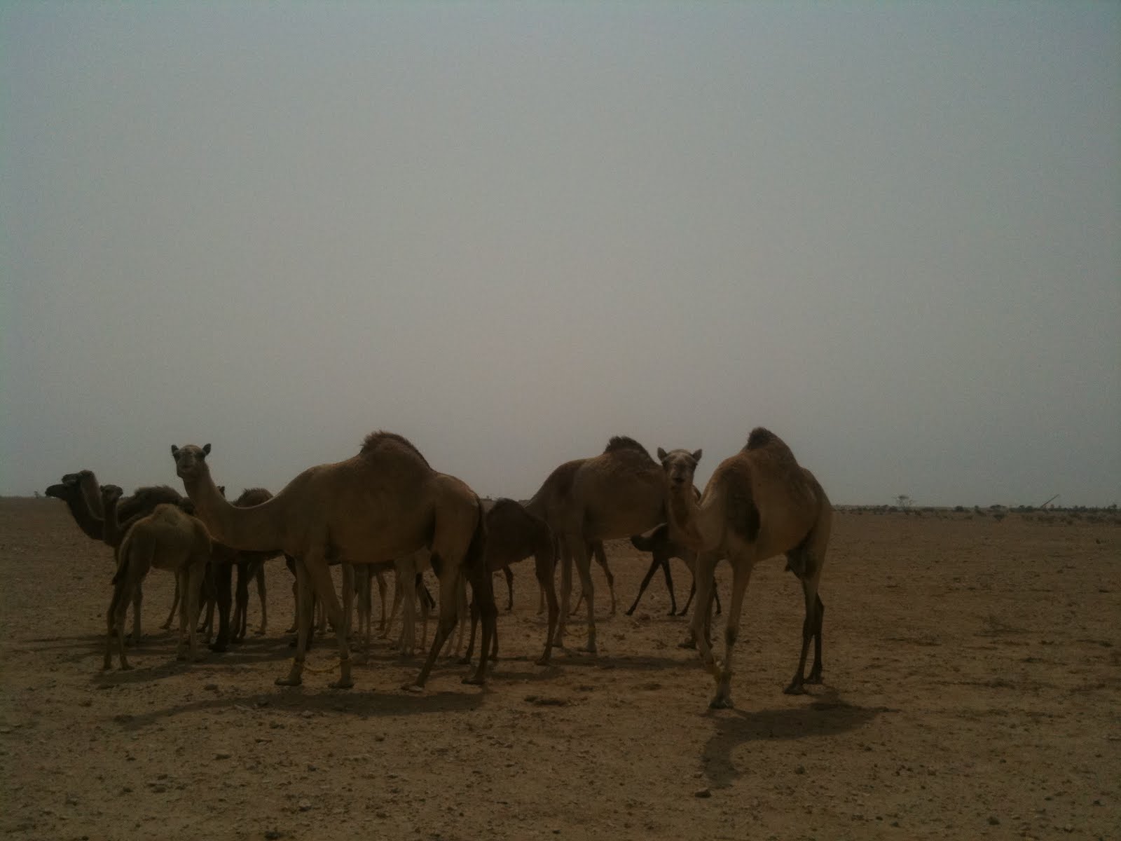 A Little Oryx in Qatar: Camel & Goat Farm near Al Nasraniya