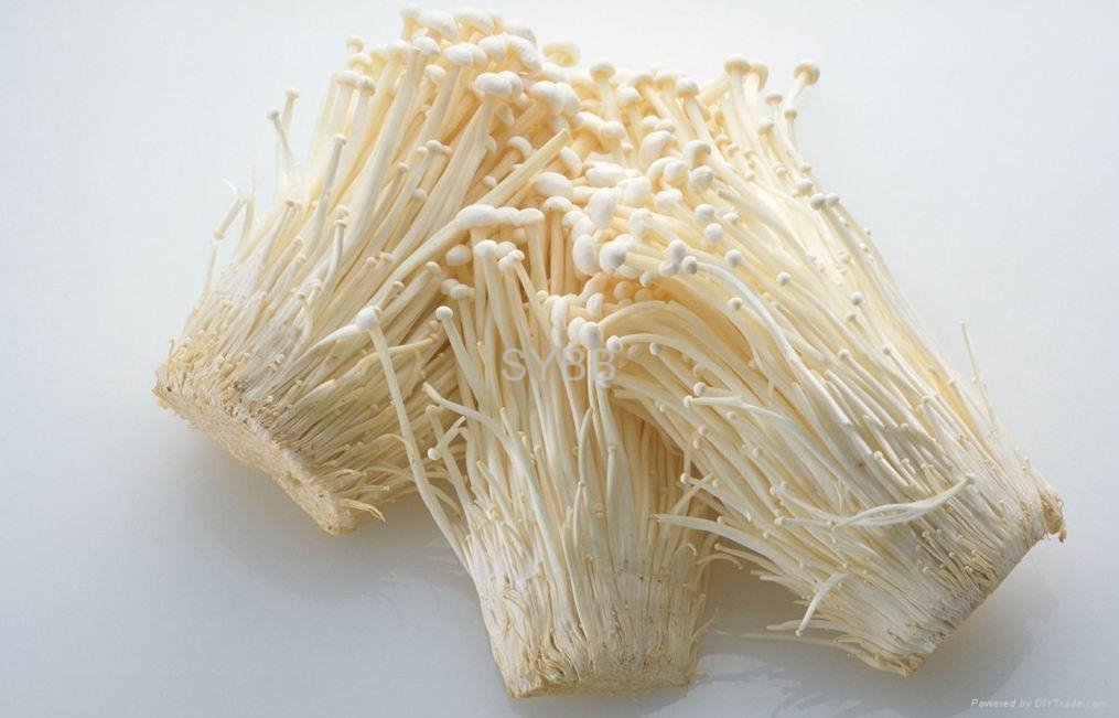 Cendawan Jarum Emas - Nieyl's Life Story