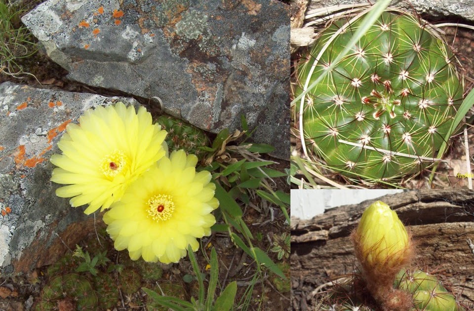 FOTOS DE FLORA NATIVA Y ADVENTICIAS DE URUGUAY : Parodia ottonis. Cactaceae