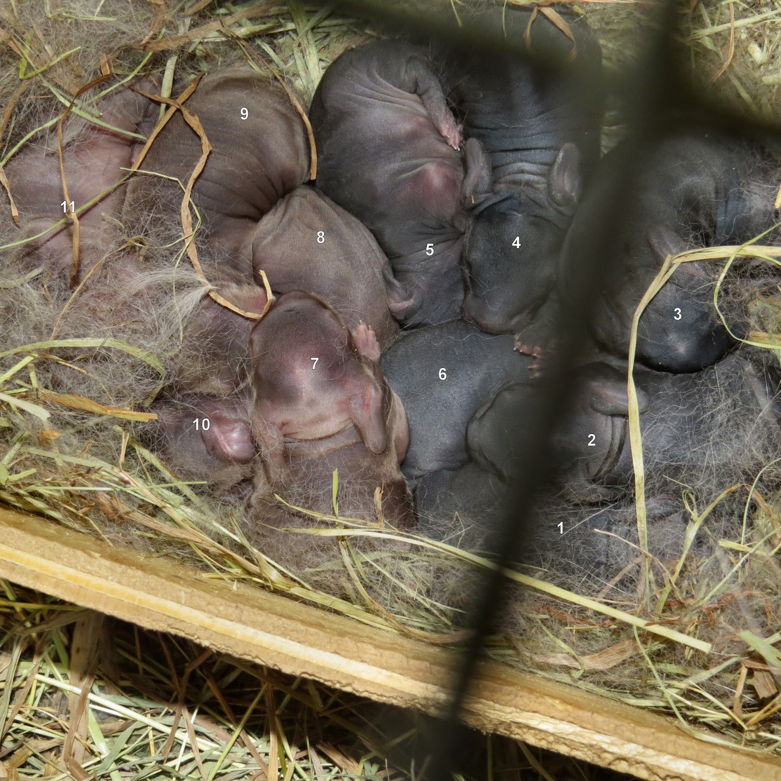Reiter's Silver Fox Rabbits: Litters
