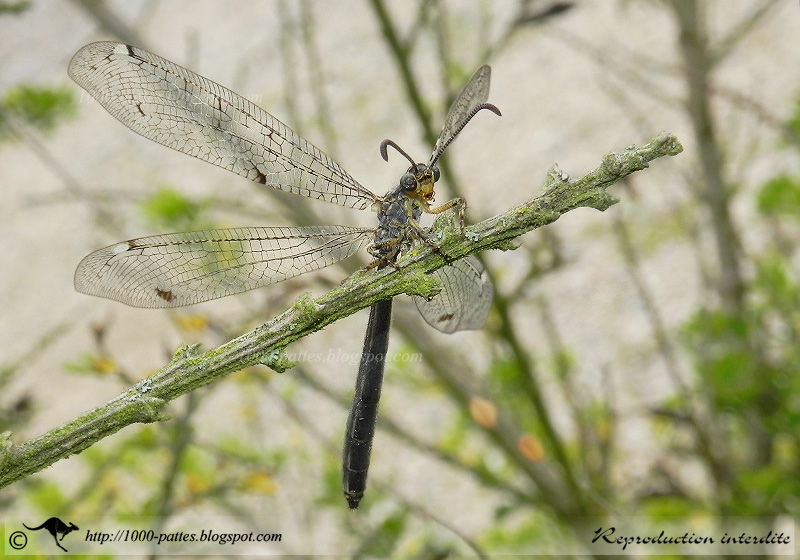 WILDLIFE GATEWAY: Le Fourmilion tétragramme ou longicorne