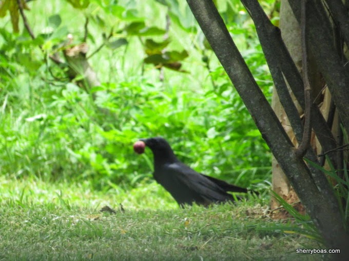 Simply Living: It's fig season!